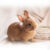 INTERNATIONAL RABBIT DAY - September 27, 2025 - National Today
