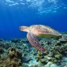 SEA WEEK - February 28 - March 8, 2026 - National Today