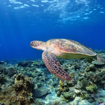 SEA WEEK - March 2-10, 2025 - National Today