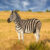 INTERNATIONAL ZEBRA DAY - January 31, 2026 - National Today