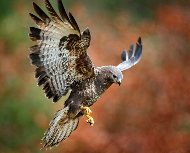 BUZZARDS DAY - March 15, 2023 - National Today