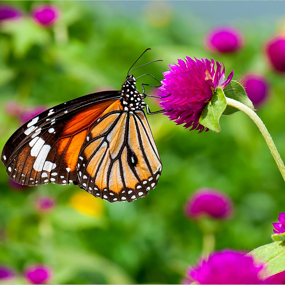GARDENING FOR WILDLIFE MONTH -May 2023 - National Today