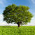 NATIONAL TREE DAY - July 28, 2024 - National Today