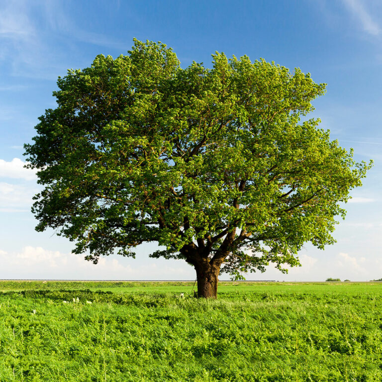 NATIONAL TREE DAY - July 28, 2024 - National Today
