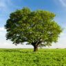 NATIONAL TREE DAY - July 28, 2024 - National Today