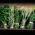NATIONAL HERB DAY - May 3, 2025 - National Today