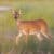 KEY DEER AWARENESS DAY - March 11, 2027 - National Today