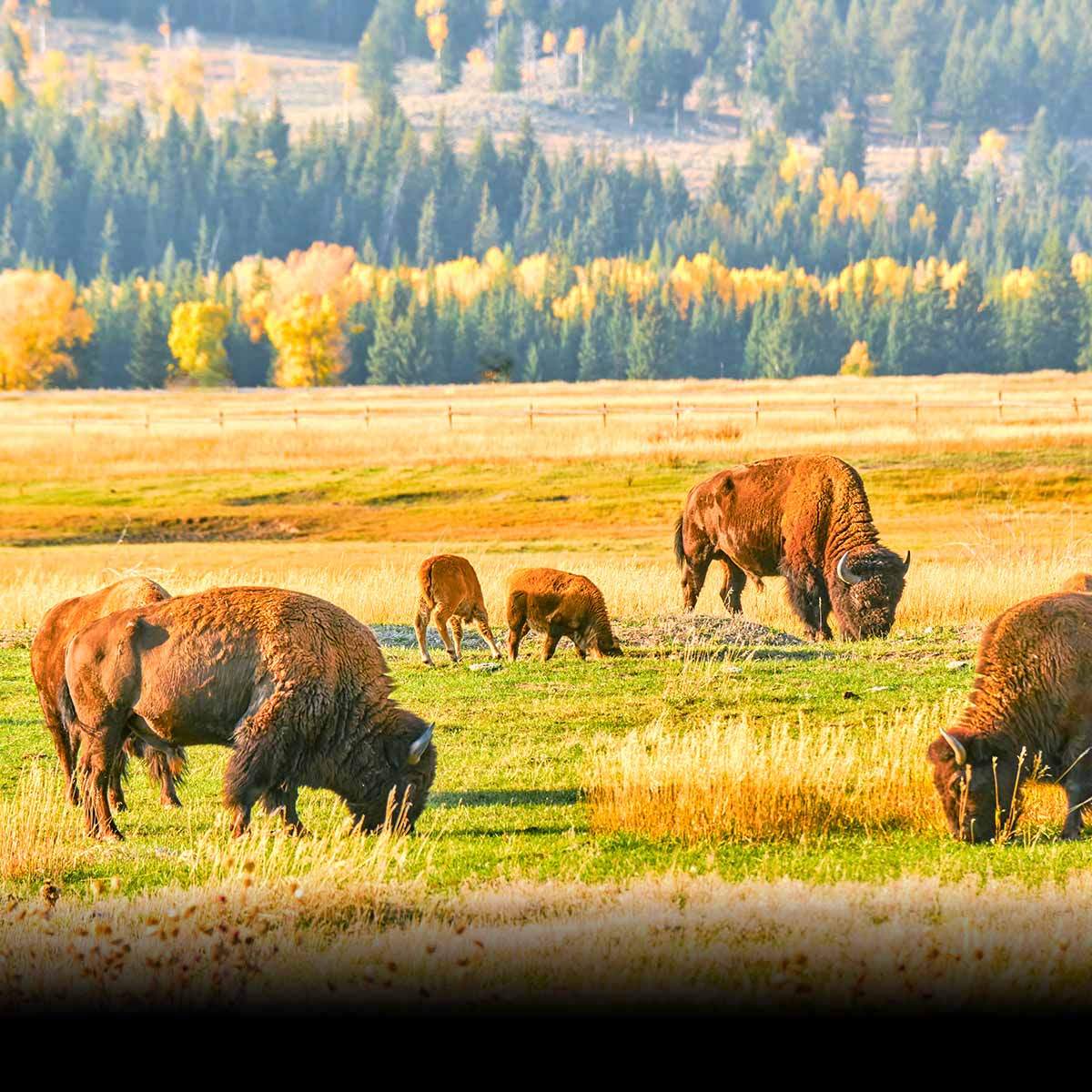 NATIONAL BISON MONTH -July 2023 - National Today