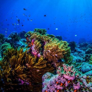 CORAL REEF AWARENESS WEEK - July 20-26, 2026 - National Today