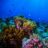 CORAL REEF AWARENESS WEEK - July 21-27, 2025 - National Today