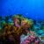 CORAL REEF AWARENESS WEEK - July 21-27, 2025 - National Today