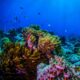 CORAL REEF AWARENESS WEEK - July 21-27, 2025 - National Today