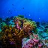 CORAL REEF AWARENESS WEEK - July 21-27, 2025 - National Today