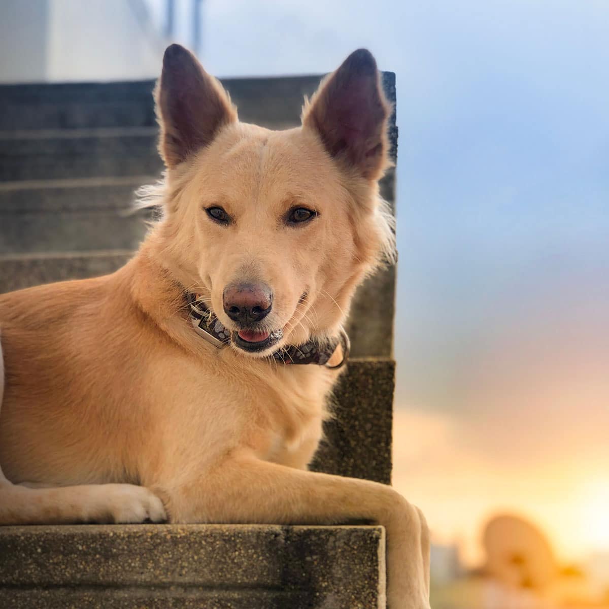 NATIONAL DOG PHOTOGRAPHY DAY July 26 2023 National Today