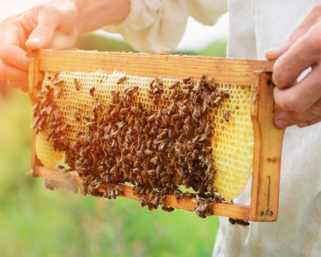 WORLD BEE DAY - May 20, 2023 - National Today