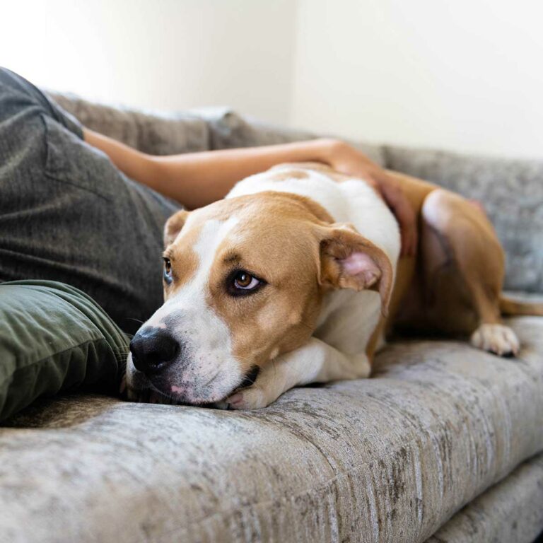 TOTALLY CHIPOTLE DAY - May 5, 2025 - National Today