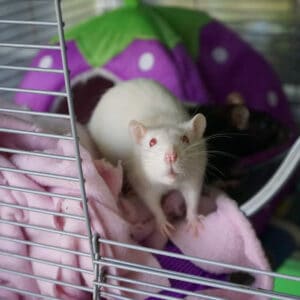 Beetlejuice - Age, Net Worth, Family, Bio | National Today