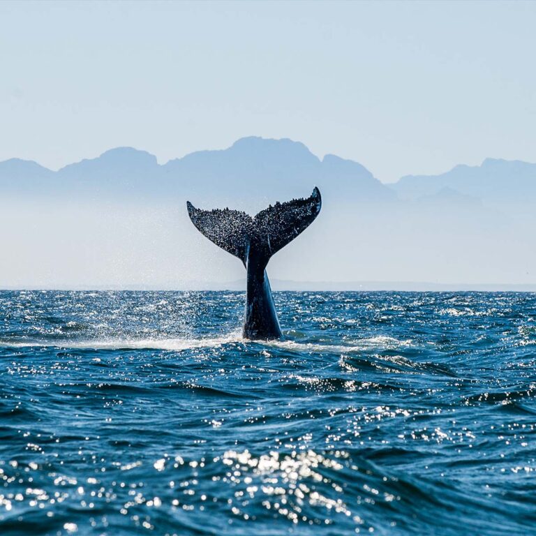 IRAQ VICTORY DAY - December 10, 2026 - National Today
