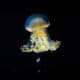 JELLYFISH DAY - November 3, 2025 - National Today