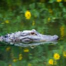 NATIONAL ALLIGATOR DAY - May 29, 2027 - National Today