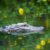 NATIONAL ALLIGATOR DAY - May 29, 2026 - National Today