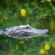 NATIONAL ALLIGATOR DAY - May 29, 2027 - National Today