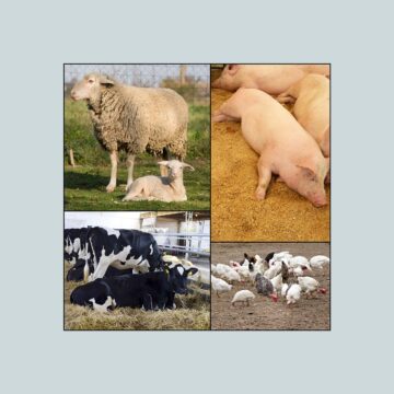 FARM ANIMAL AWARENESS WEEK - September 13-19, 2026 - National Today