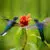 NATIONAL HUMMINGBIRD DAY - September 5, 2026 - National Today