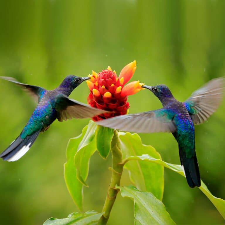 NATIONAL HUMMINGBIRD DAY - September 5, 2026 - National Today