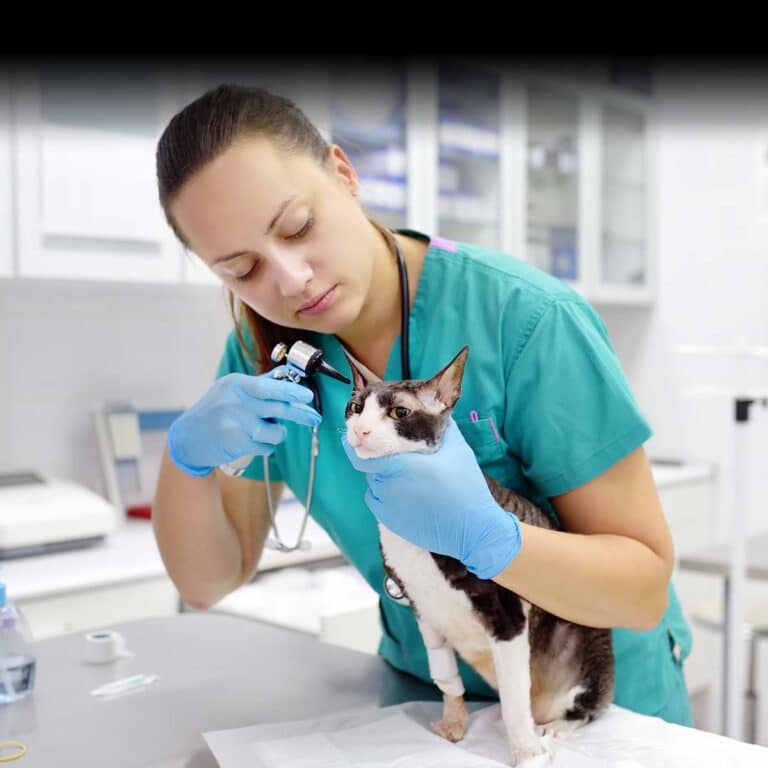 NATIONAL VETERINARY TECHNICIAN WEEK - October 18-24, 2026 - National Today