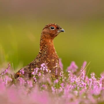GLORIOUS TWELFTH - August 12, 2026 - National Today