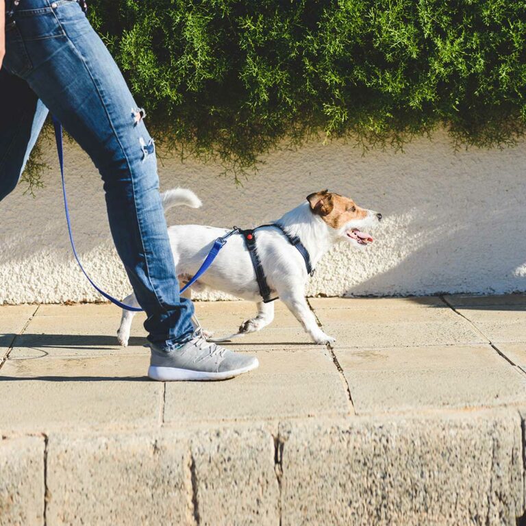 National Hair Day 2019 — How and When to Celebrate