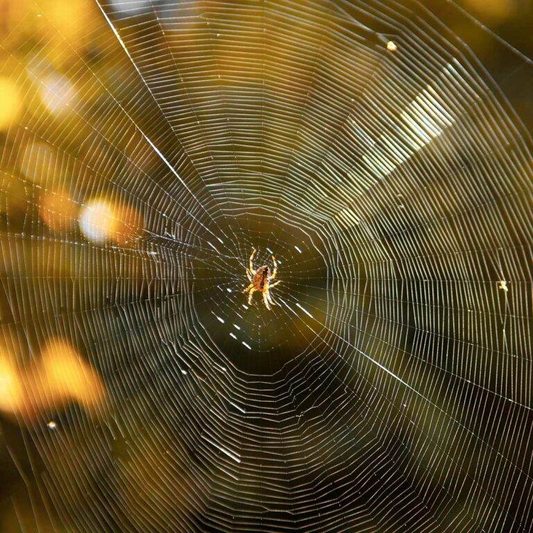 Distracted Driving Awareness Month - National Today