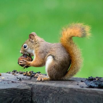 SQUIRREL APPRECIATION DAY - January 21, 2026 - National Today