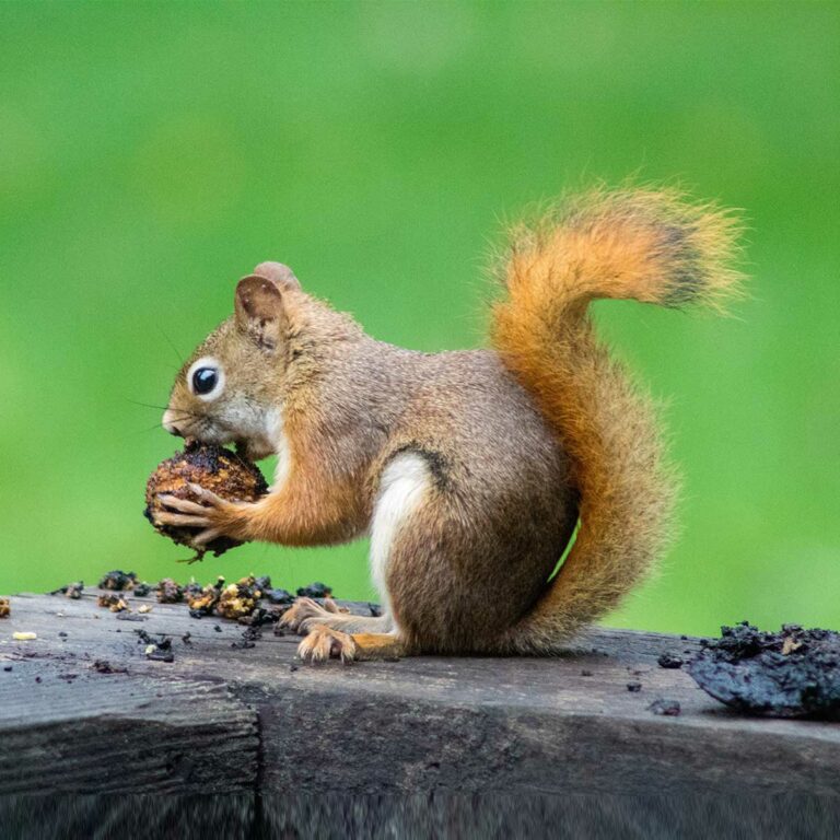SQUIRREL APPRECIATION DAY - January 21, 2027 - National Today