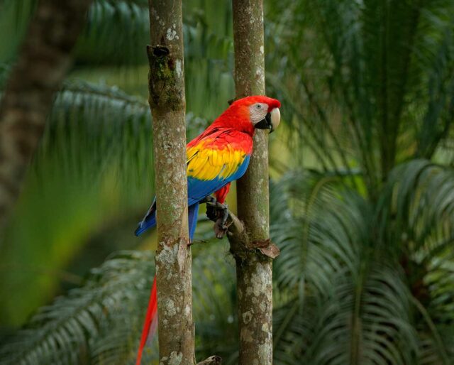 WORLD PARROT DAY - May 31, 2023 - National Today