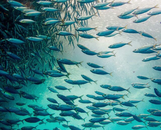 WORLD FISH MIGRATION DAY - May 21, 2023 - National Today