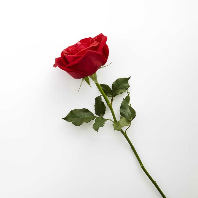 NATIONAL RESCUE DOG DAY - May 20, 2025 - National Today