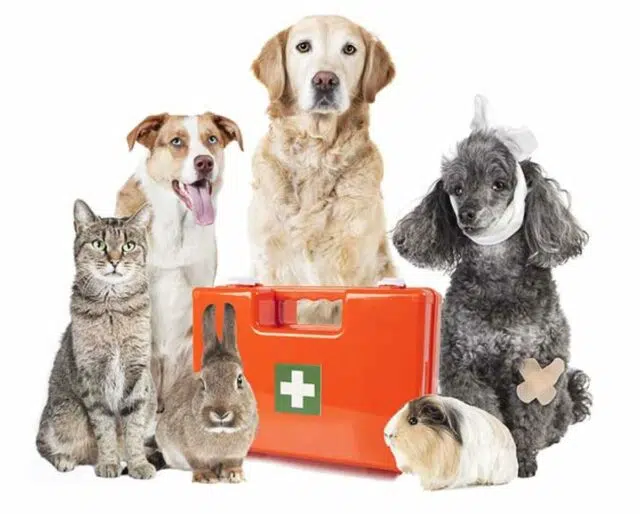 NATIONAL ANIMAL DISASTER PREPAREDNESS DAY - May 8, 2023 - National Today