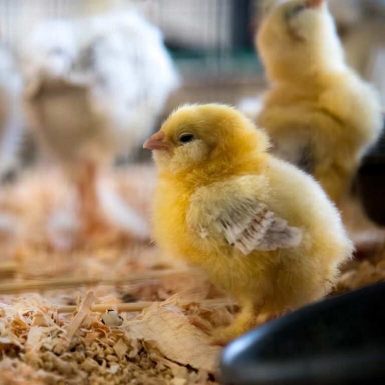 PACK RAT DAY - May 17, 2025 - National Today