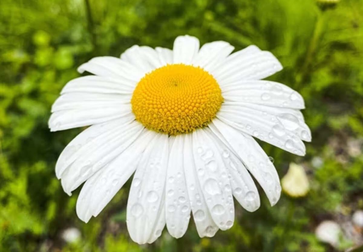 NATIONAL FLOWER DAY March 21 2025 National Today