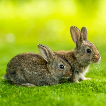 MIDSUMMER - June 24, 2024 - National Today