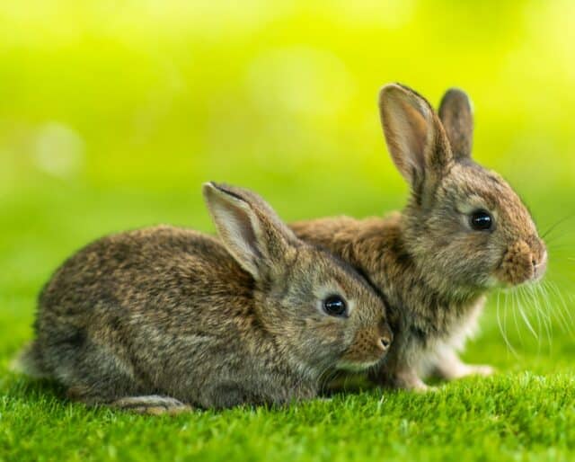 RABBIT WEEK - June 26 - July 3, 2023 - National Today