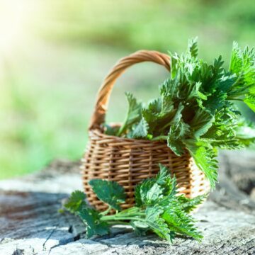 DANCE LIKE A CHICKEN DAY - May 14, 2026 - National Today