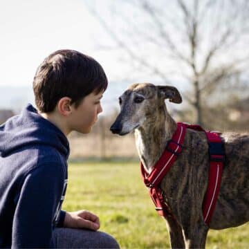 NATIONAL HUG YOUR HOUND DAY - September 13, 2026 - National Today