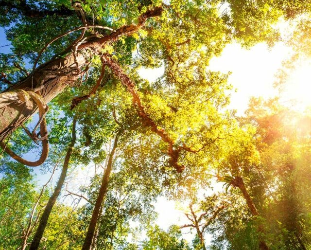 GREENERY DAY (MIDORI NO HI) - May 4, 2023 - National Today