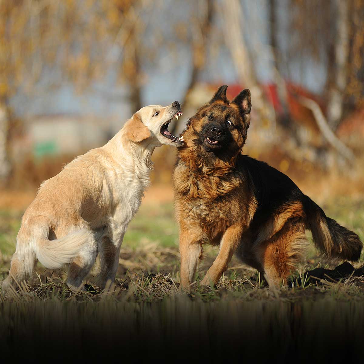 NATIONAL DOG FIGHTING AWARENESS DAY April 8 2023 National Today