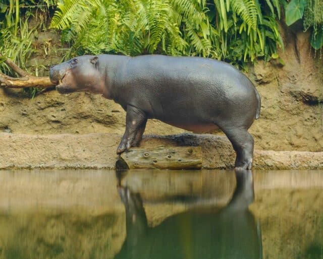 PYGMY HIPPO DAY - April 8, 2023 - National Today