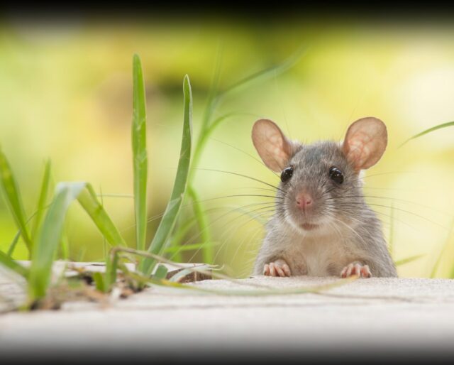 WORLD RAT DAY - April 4, 2023 - National Today