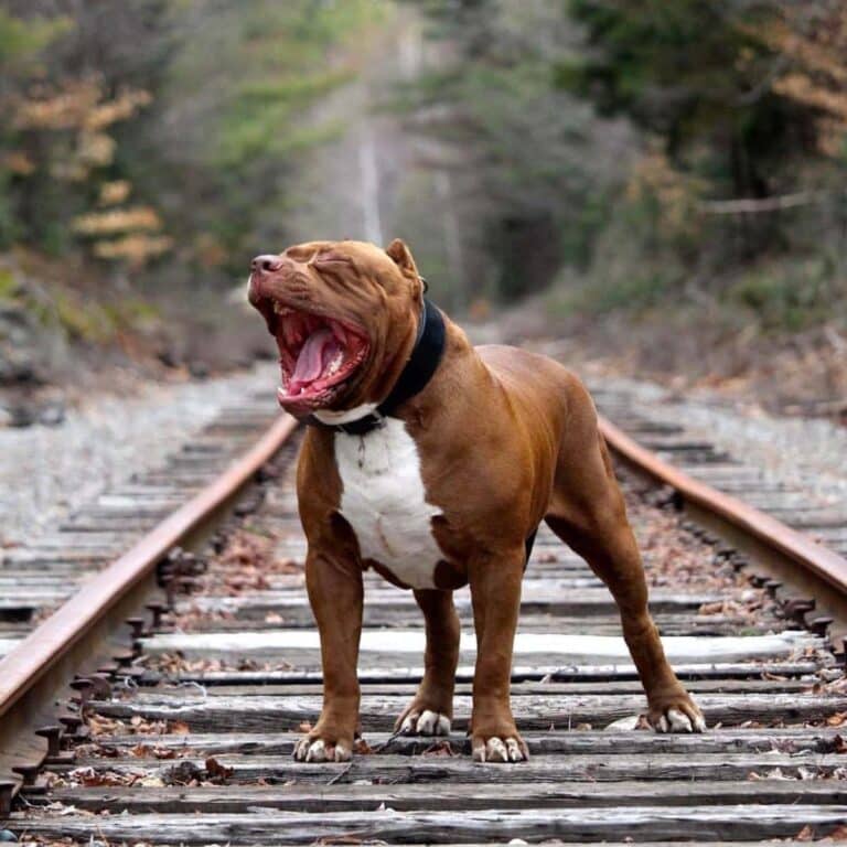 Hulk the Dog Birthday